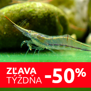RAKY DO AKVÁRIA - úžasné druhy a rýchle dodanie