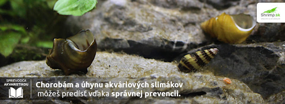 Choroby, úhyn a prevencia u slimákov v akváriu
