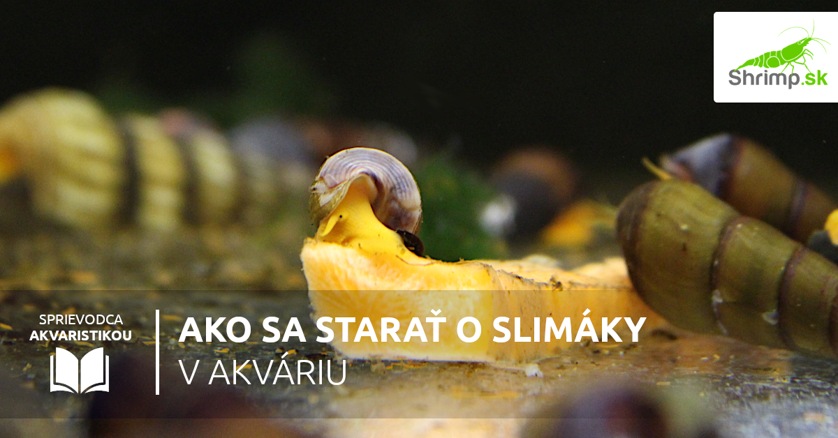 Ako sa starať o slimáky v akváriu?