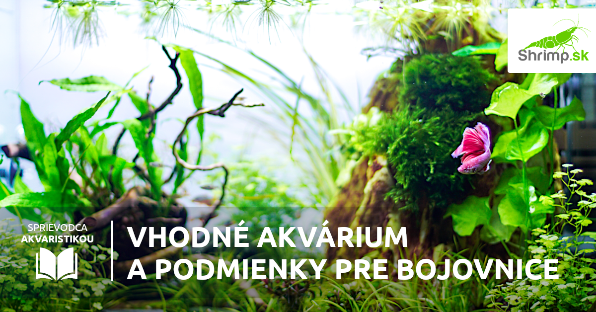 Vhodné akvárium a podmienky pre bojovnice