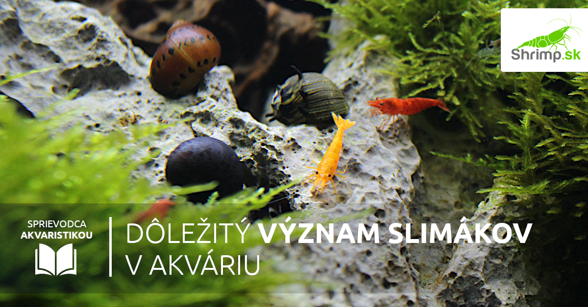 Dôležitý význam slimákov v akváriu