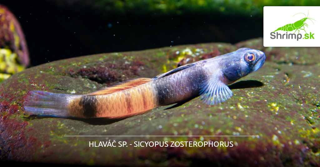 Hlaváč zosterophorus - Sicyopus zosterophorus
