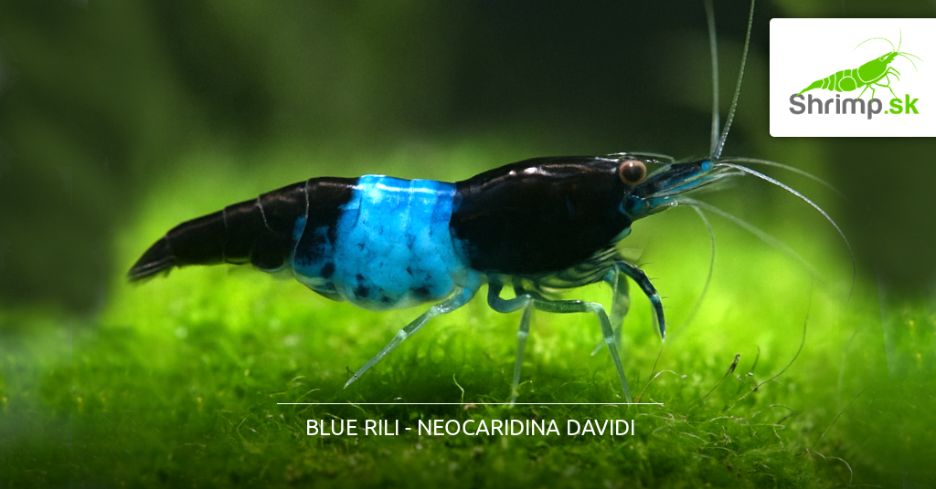 Blue Rili - Neocaridina davidi