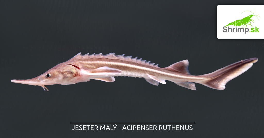 Jeseter malý - Acipenser ruthenus (DO JAZIERKA)
