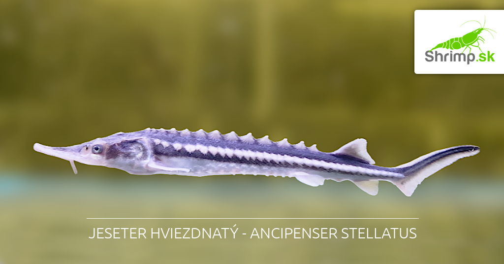Jeseter hviezdnatý - Acipenser stellatus (DO JAZIERKA)