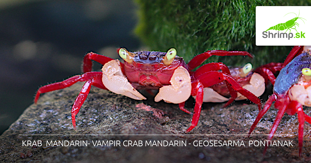Krab Mandarin White Arm - Geosesarma pontianak (RARITA)