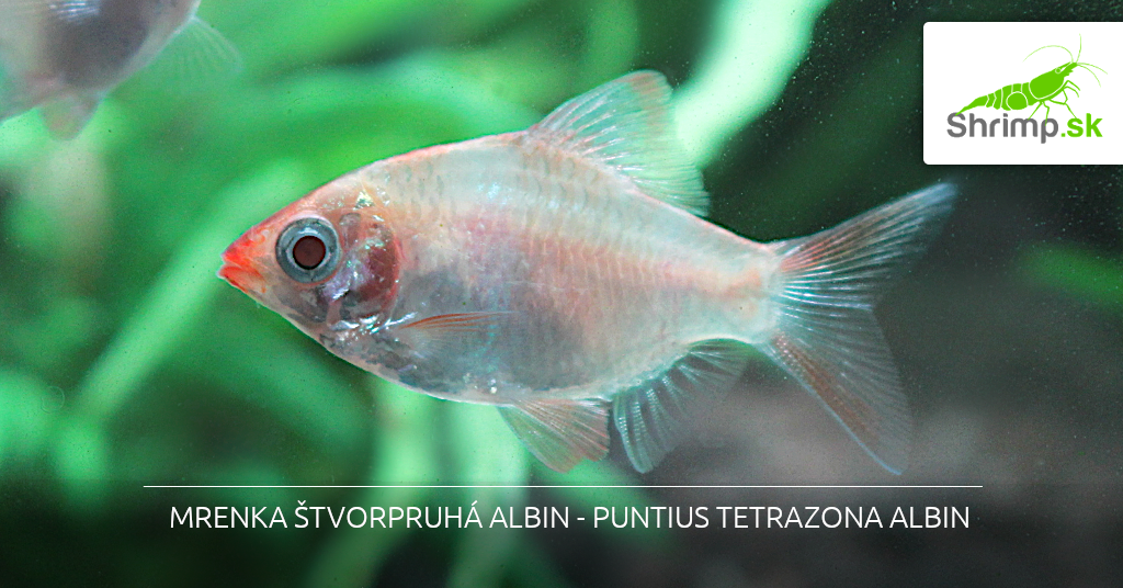 Mrenka štvorpruhá albin - Puntius tetrazona albin