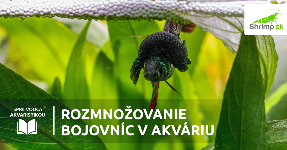 Rozmnožovanie bojovníc v akváriu