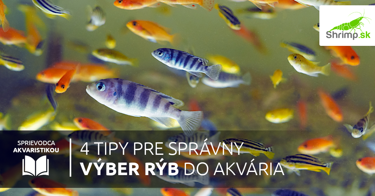 4 tipy pre správny výber rýb do akvária