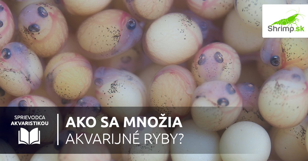 Ako sa množia akváriové rybičky?