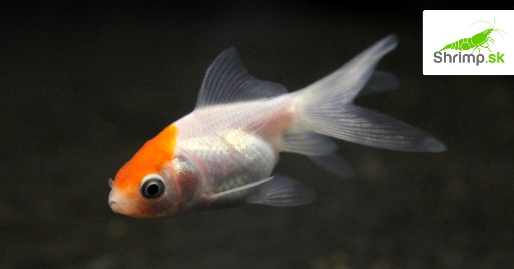 Závojnatka Red cap - Carassius auratus