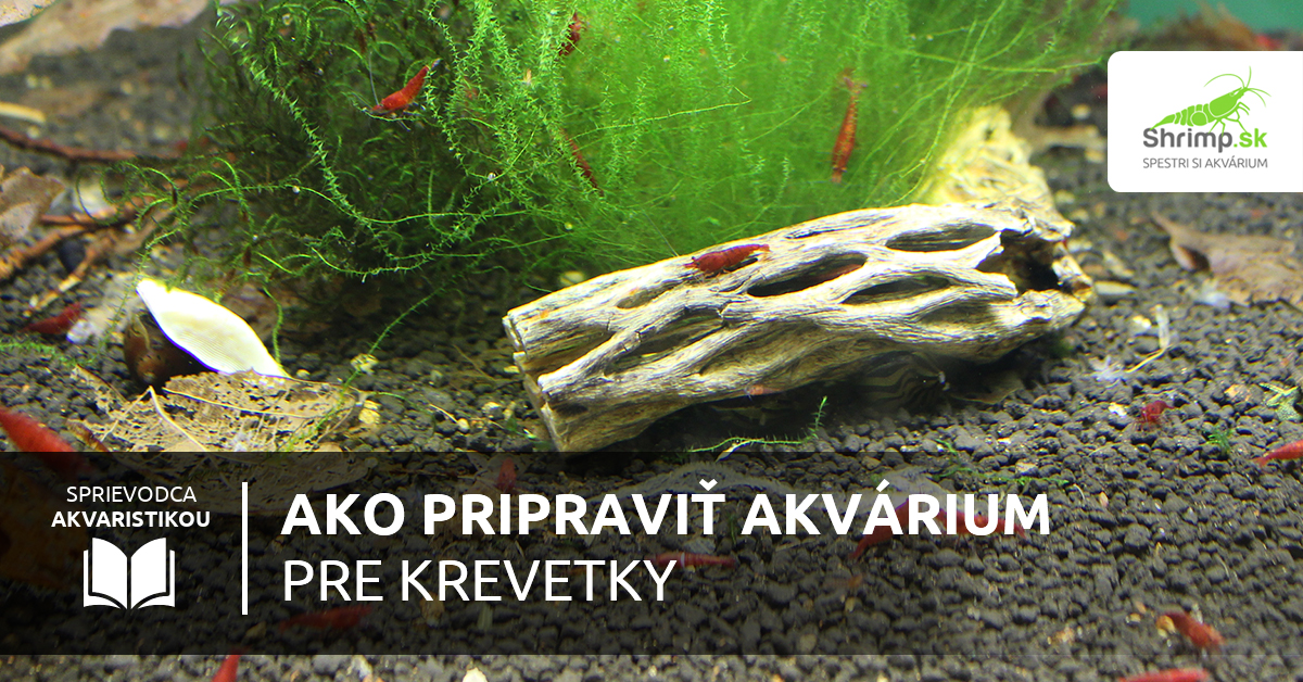 Ako pripraviť vhodné akvárium pre krevety?
