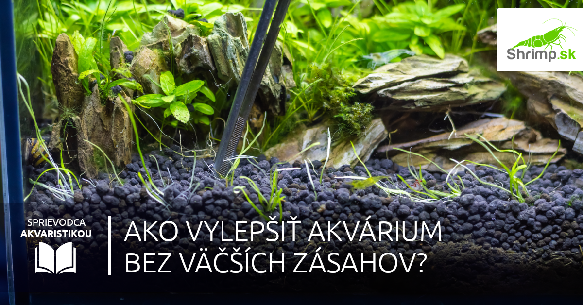 Ako vylepšiť akvárium bez väčších zásahov?