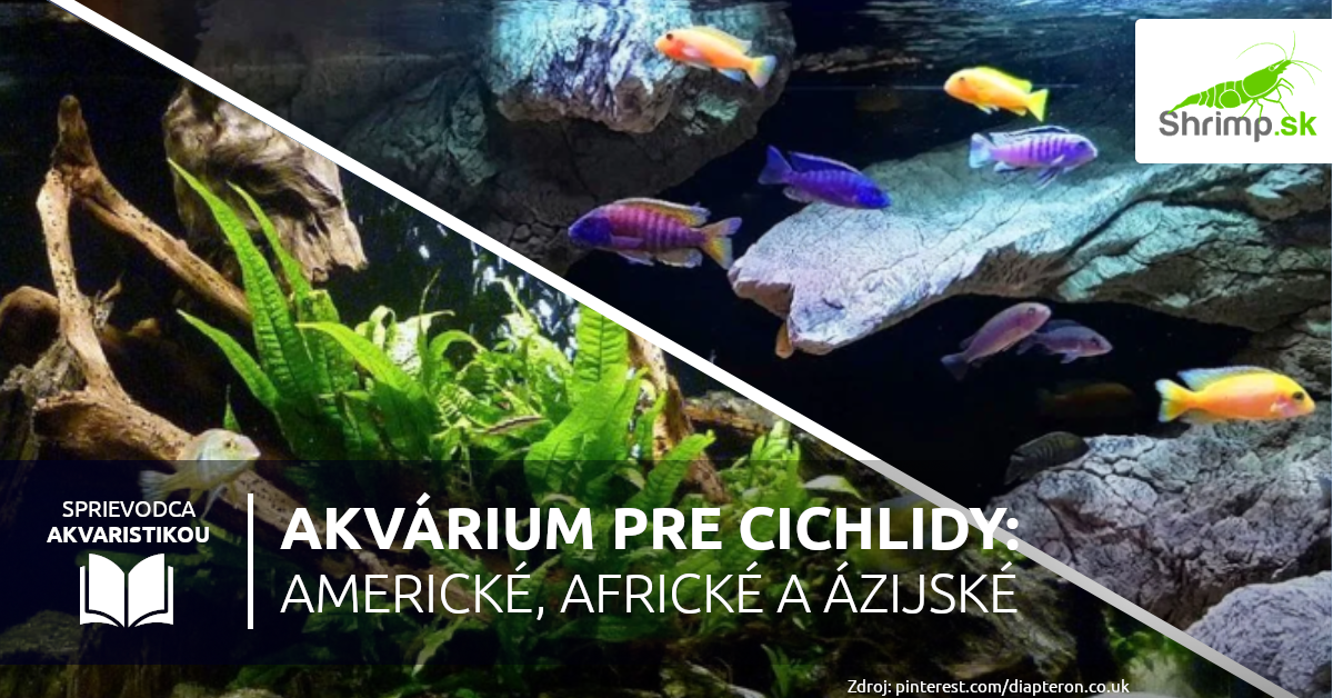 Akvárium pre cichlidy