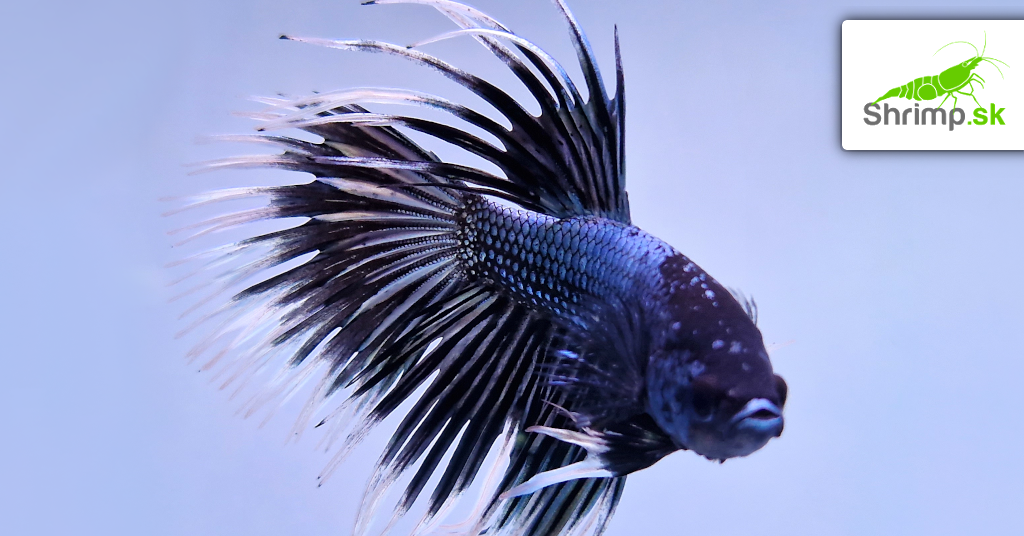 Bojovnica pestrá - samec Crown tail čierno biely