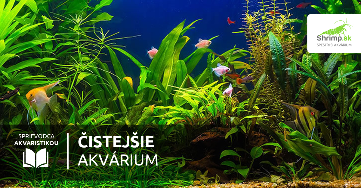 Čistejšie akvárium bez námahy
