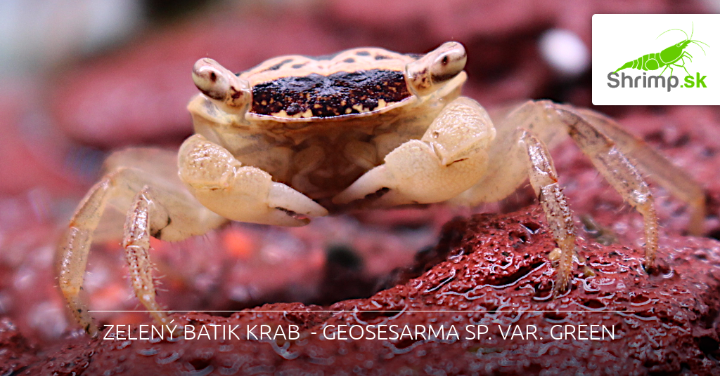 Zelený Batik krab – Geosesarma Sp. var. Green
