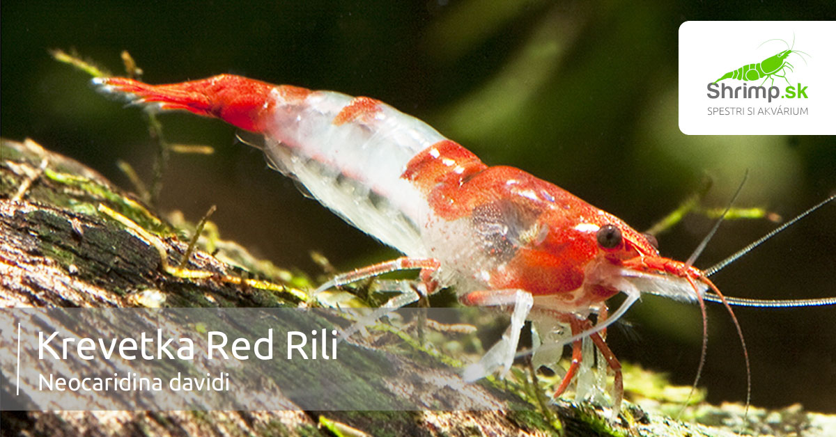Red Rili - Neocaridina davidi