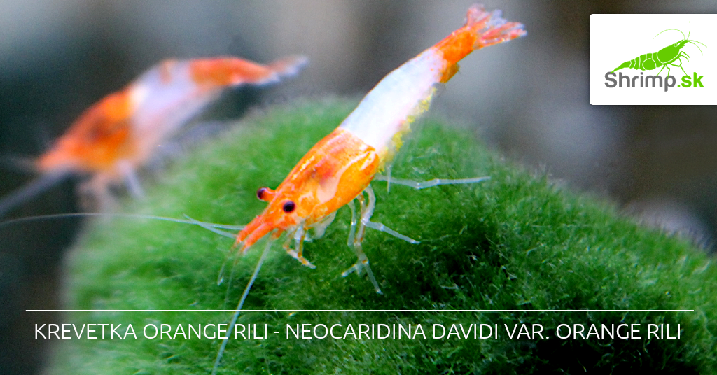 Orange Rili 30 ks - Neocaridina davidi