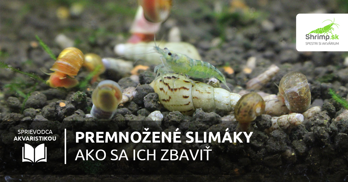 Zbav sa premnožených slimákov v akváriu