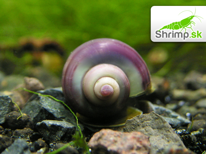 Slimák Ampulária fialová - Ampullaria australis