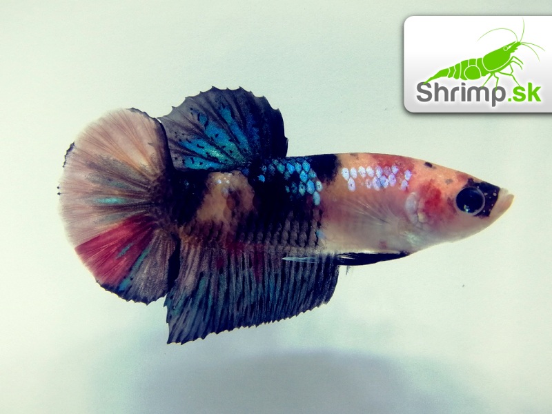 Bojovnice - Betta splendens