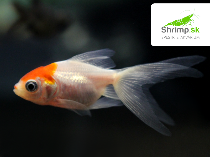 Závojnatka Red cap - Carassius auratus